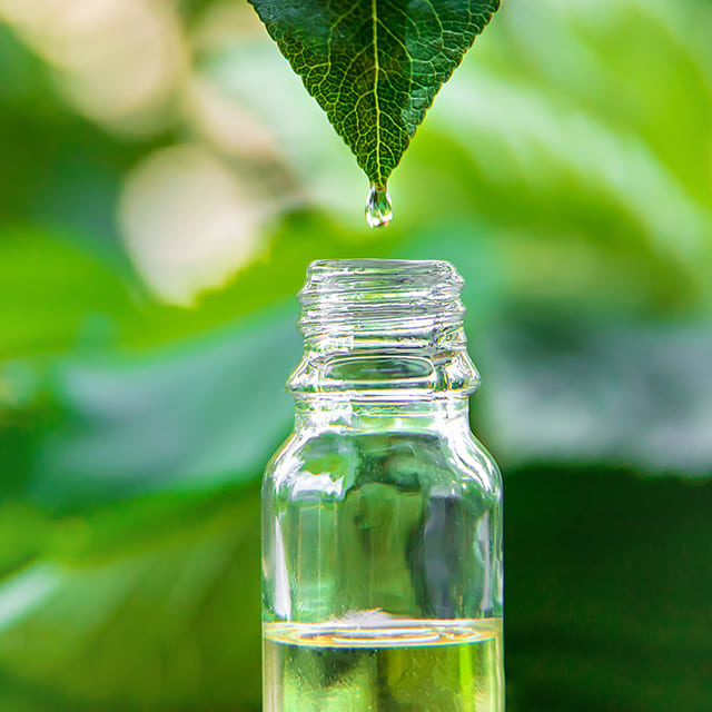 Tea Tree Oil for Acne Uses Side Effects Benefits Forest Essentials